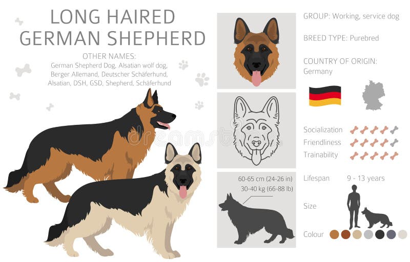 Are There Different Sizes Of German Shepherds