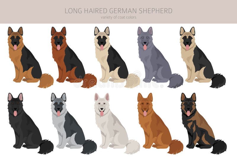 Long Haired German Shepherd Dog in Different Coat Colors Clipart Stock ...