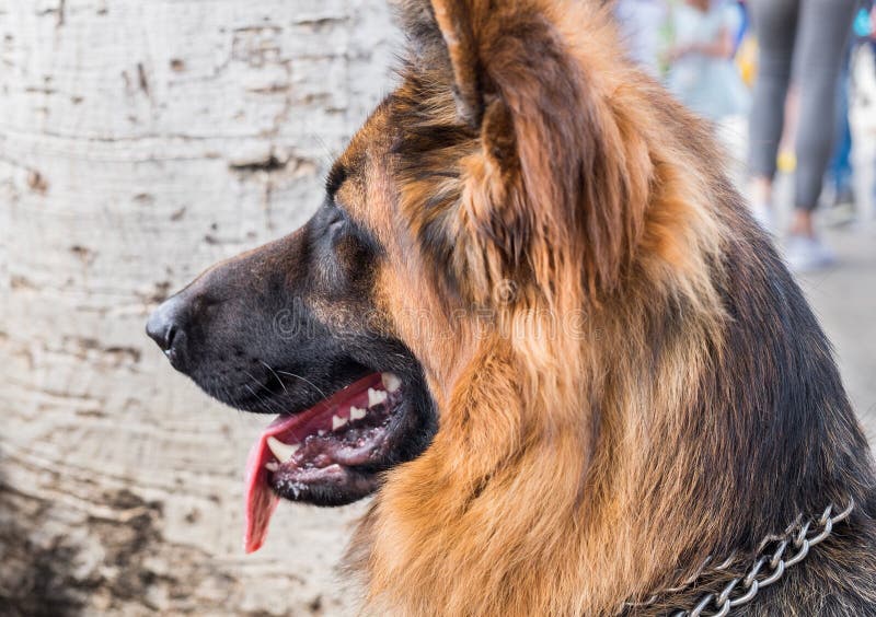 Long-haired German Shepherd Head. Close Up Portrait Stock Image - Image ...