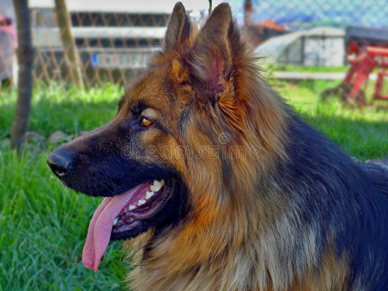 Long-haired German Shepherd Poses. Stock Image - Image of balto, long ...