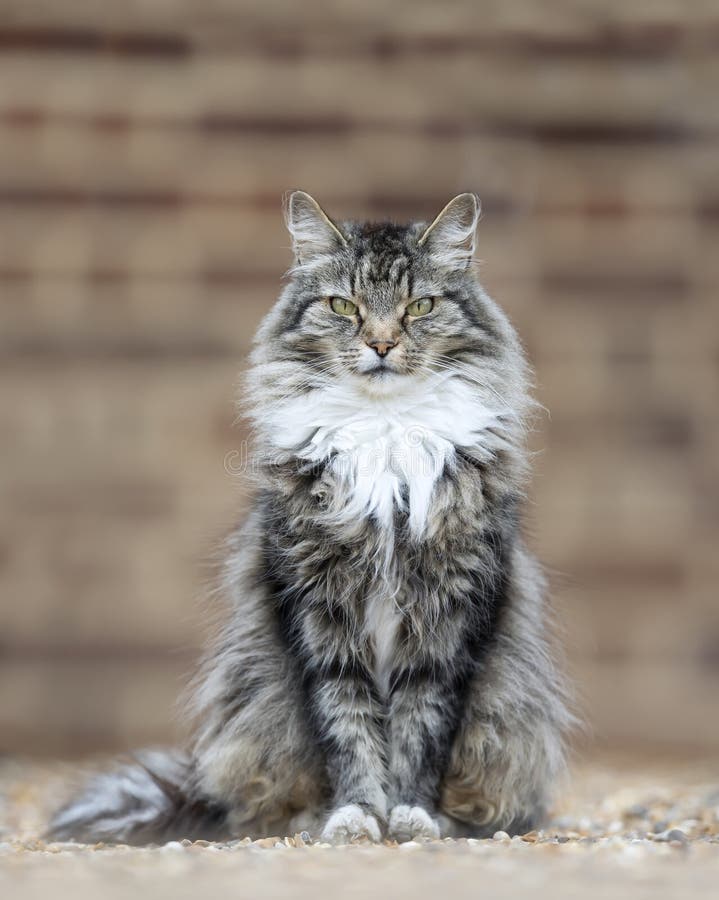 Long Haired Grey Domestic Cat Standing on Pebbles Stock Image - Image ...