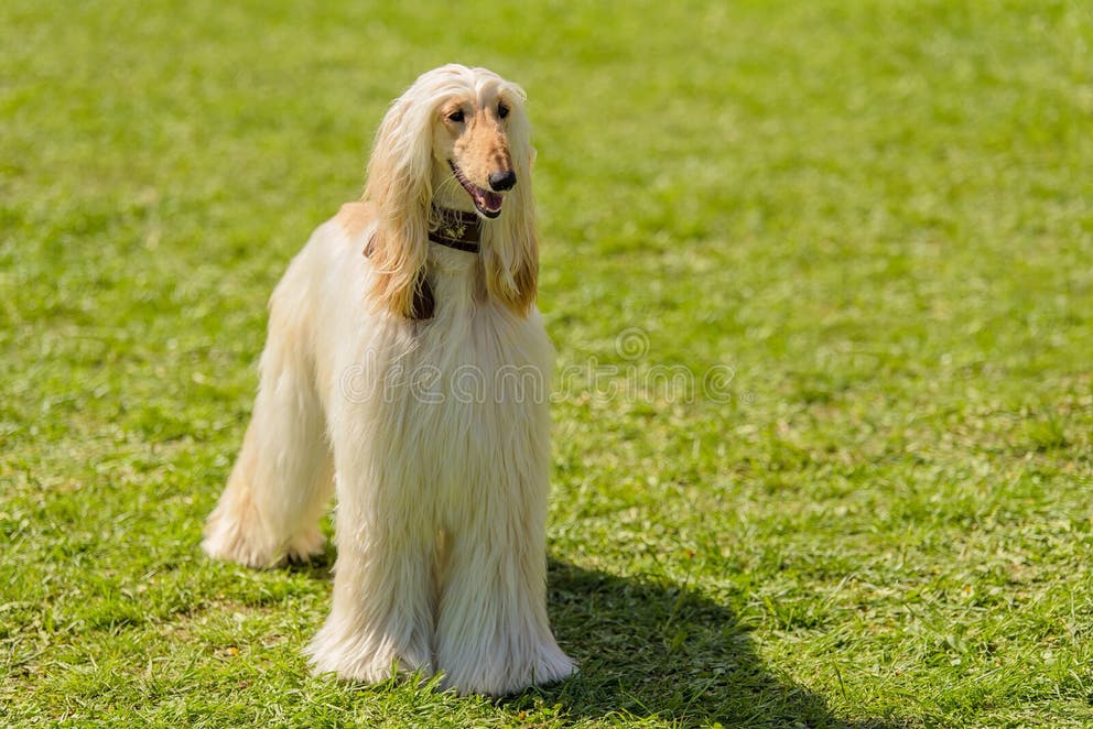 Long Haired Greyhound in the Park Stock Image - Image of animal, canine ...