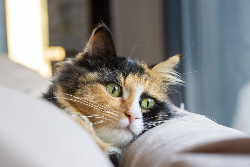Long-haired Kitten Calico Type Cat Stock Photo - Image of sniffing ...