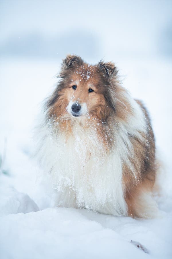 Long Haired Rough Collie Outside in Winter Stock Image - Image of front ...