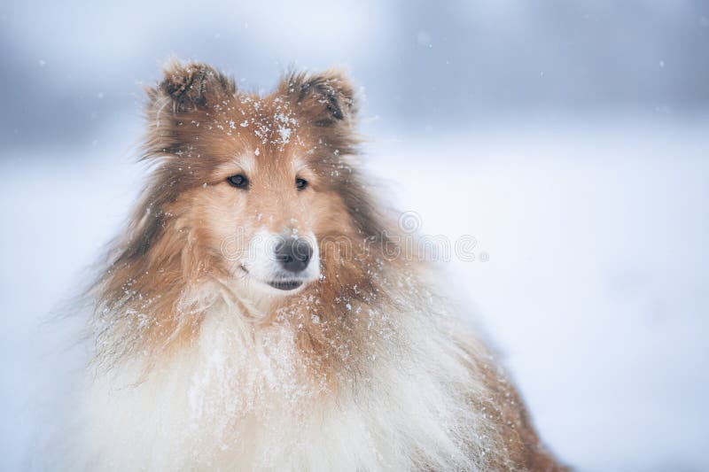 Long Haired Rough Collie Outside in Winter Stock Image - Image of breed ...