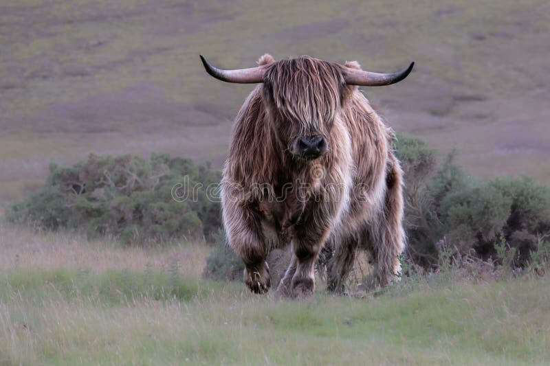 Long-haired Scottish Cattle Stock Image - Image of portrait, deer ...