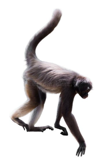 110 Long Haired Monkey Stock Photos - Free & Royalty-Free Stock Photos ...