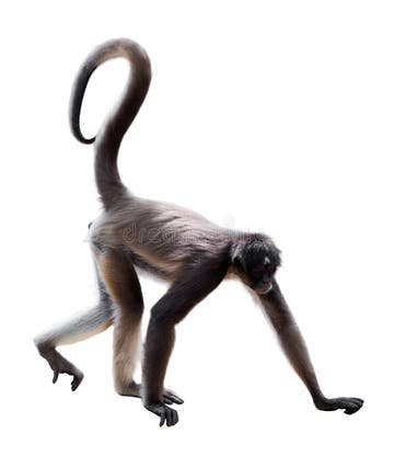 110 Long Haired Monkey Stock Photos - Free & Royalty-Free Stock Photos ...