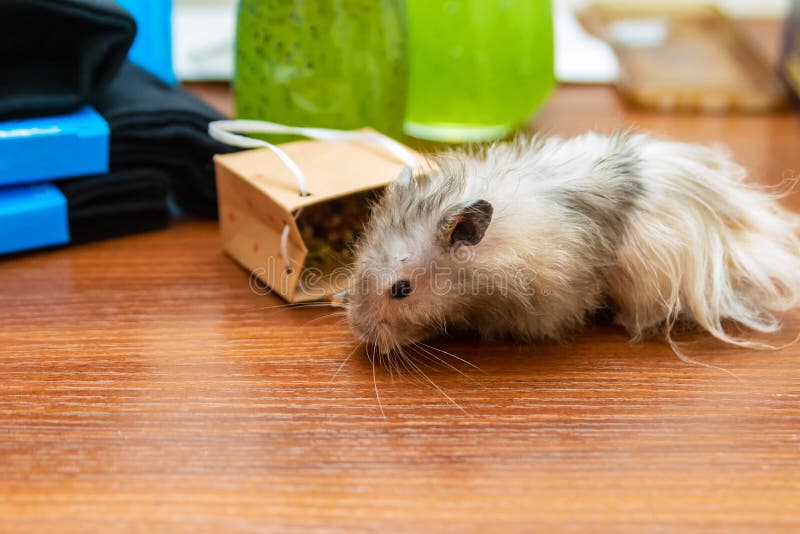 A Long-haired Syrian Hamster Eats Food from a Small Gift Bag Stock ...