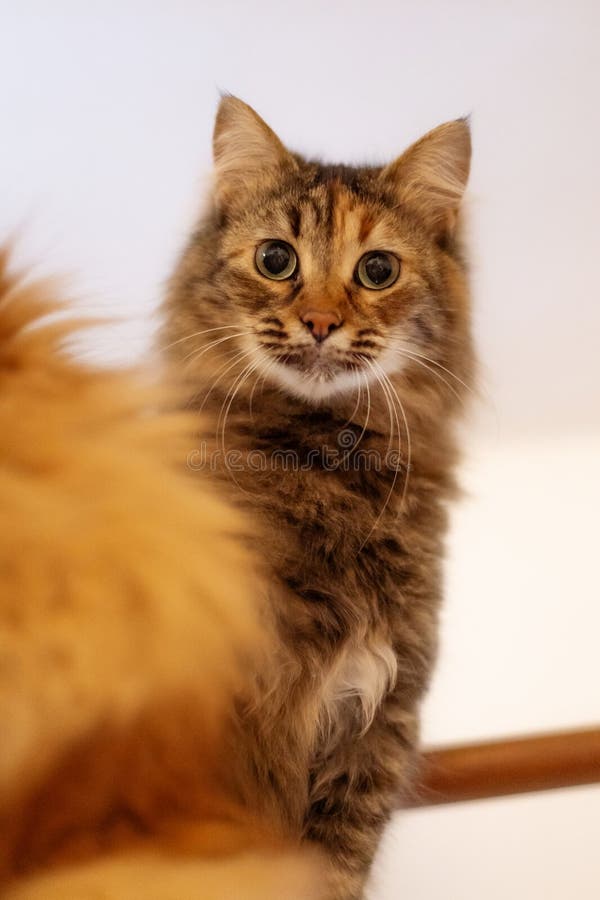 Long Haired Tabby Cat Close-up Portrait Stock Image - Image of sweet ...