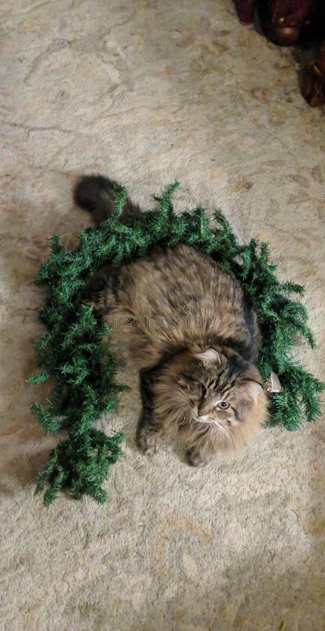 A Long Haired Tabby Cat Lying in a Christmas Garland Stock Photo ...