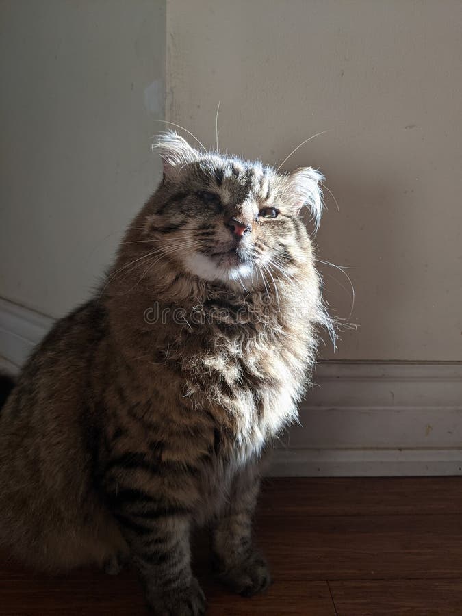 A Long Haired Tabby Cat with One Eye Stock Image - Image of whisker ...