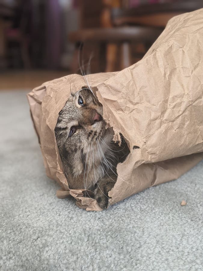 A Long Haired Tabby Cat Playing in a Paper Bag Stock Image - Image of ...