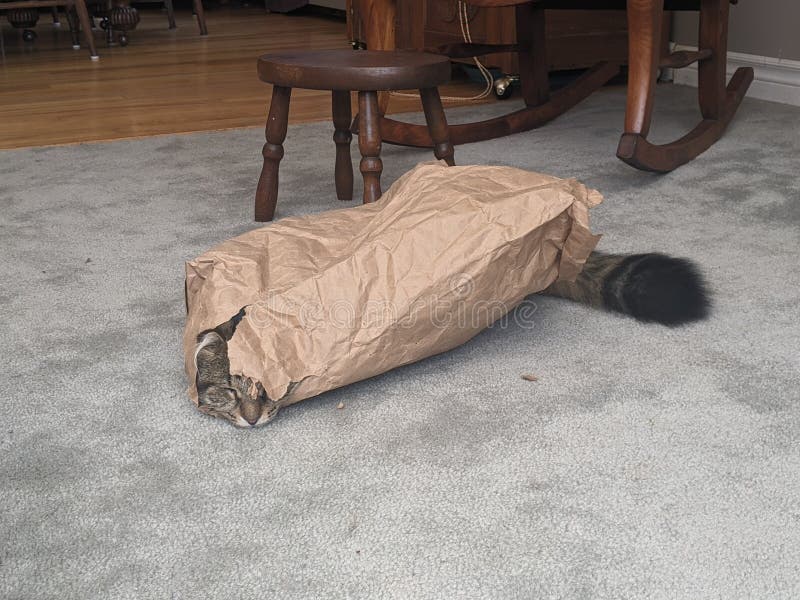 A Long Haired Tabby Cat Playing in a Paper Bag Stock Photo - Image of ...
