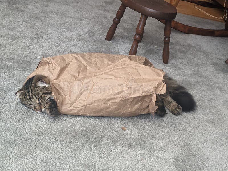 A Long Haired Tabby Cat Playing in a Paper Bag Stock Photo - Image of ...