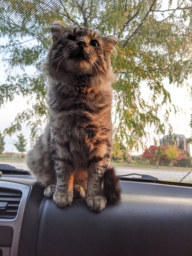 Domestic Longhair Tabby Car Stock Photos - Free & Royalty-Free Stock ...