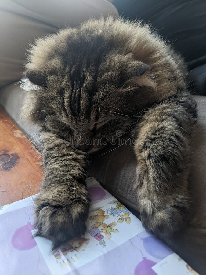 A Long Haired Tabby Cat Sleeping on a Couch Sprawled Out Stock Image ...