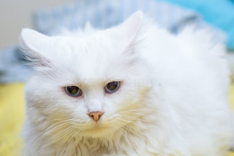 Long-haired White Fluffy Cat Stock Photo - Image of kitten, comfortable ...