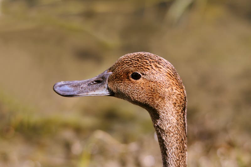 Long head of brown duck stock photo. Image of spain, beak - 35236288