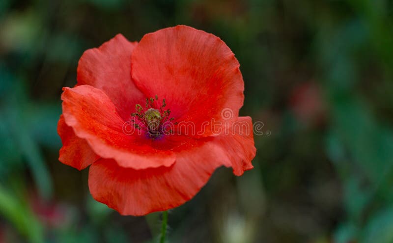 Long-Headed Poppy stock image. Image of castile, segovia - 208898979