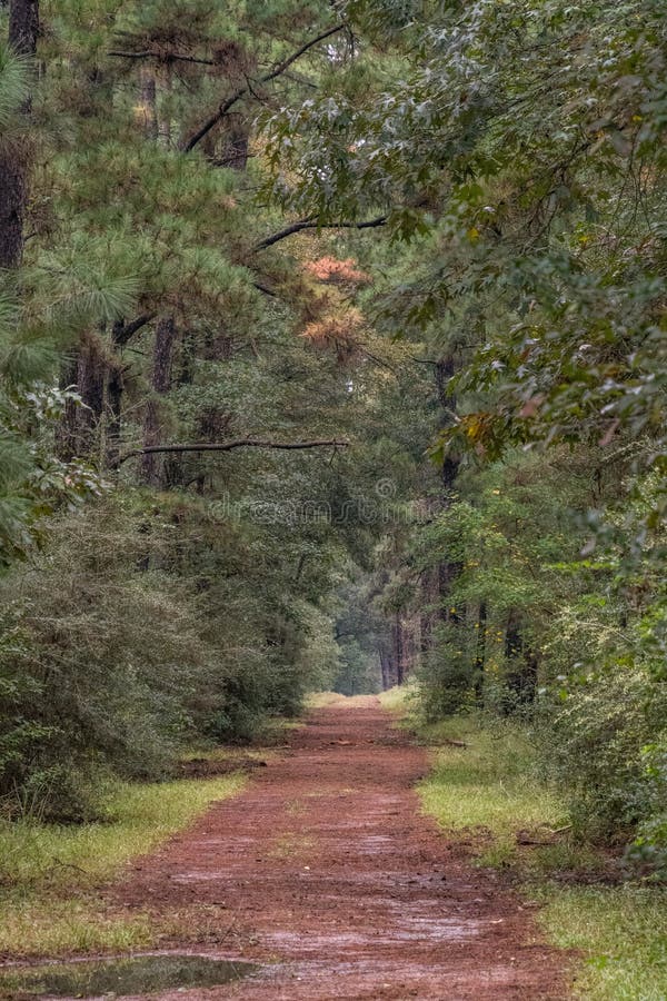 A Long Hiking Trail in the Forest. Stock Image - Image of tunnel, walk ...