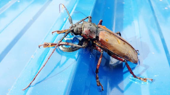 Large Insects with Hard Shell Stock Image - Image of forrest, insects ...