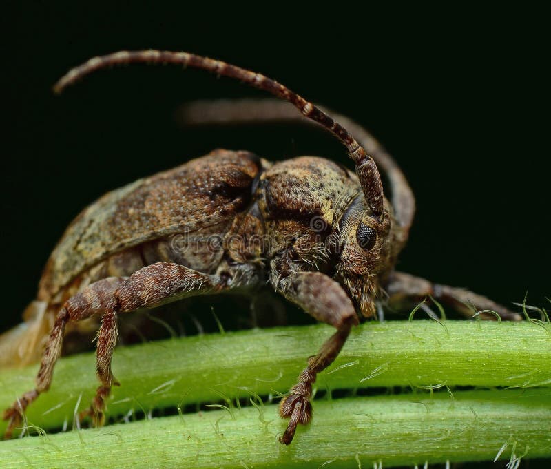 Long Horn stock photo. Image of long, pest, face, entomology - 86095724