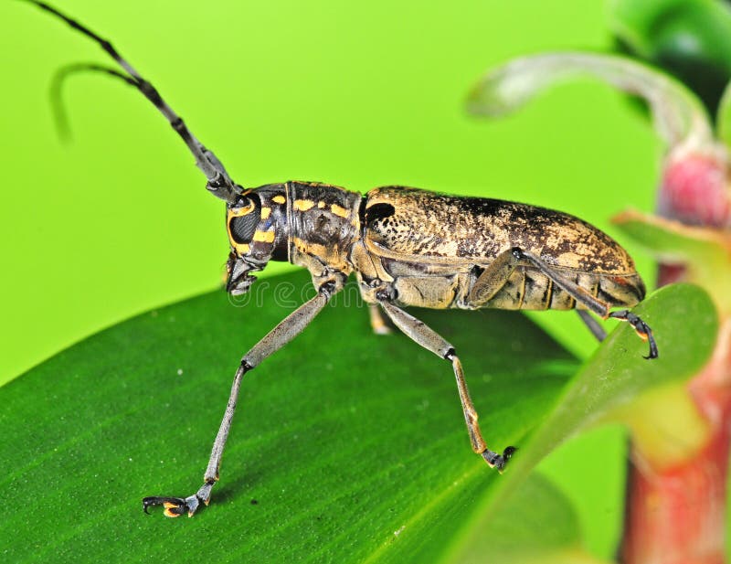 Long horn beetle stock image. Image of beetle, long, wild - 22905209