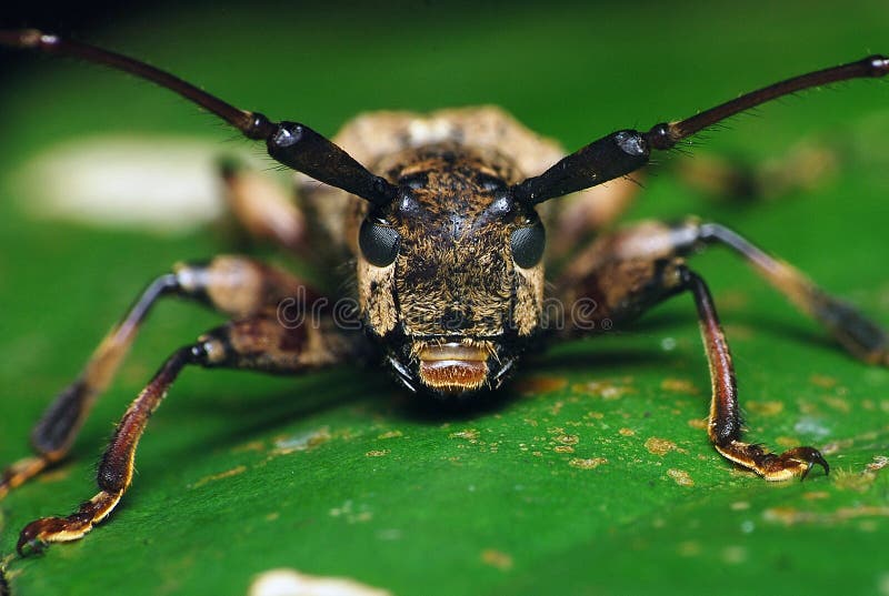 202 Long Horn Beetle Head Stock Photos - Free & Royalty-Free Stock ...