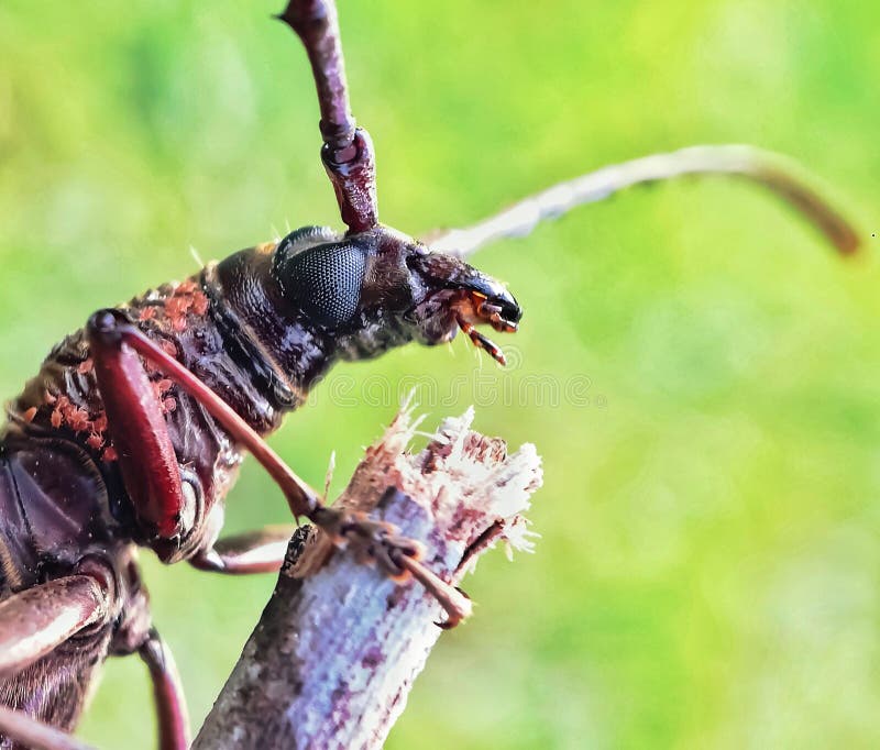 Long horn beetle stock photo. Image of longhorn, insect - 131898672