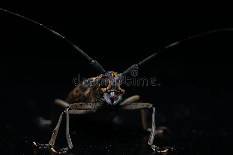 Big Horn Beetle Bug Isolated on White Stock Photo - Image of background ...