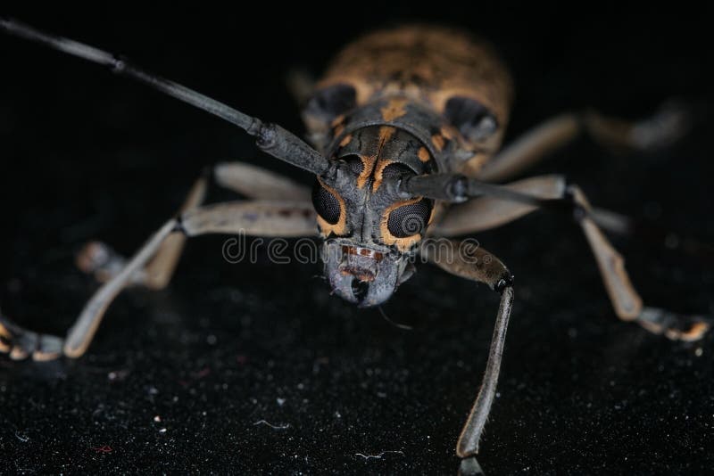 Long horn beetle stock photo. Image of horn, nature, closeup - 83392834
