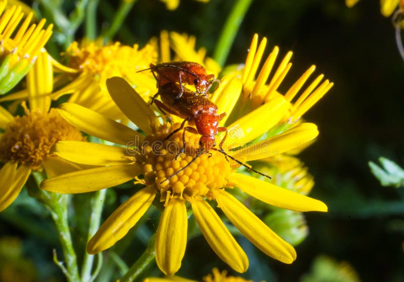 Long horn beetles stock photo. Image of summer, flower - 32538206