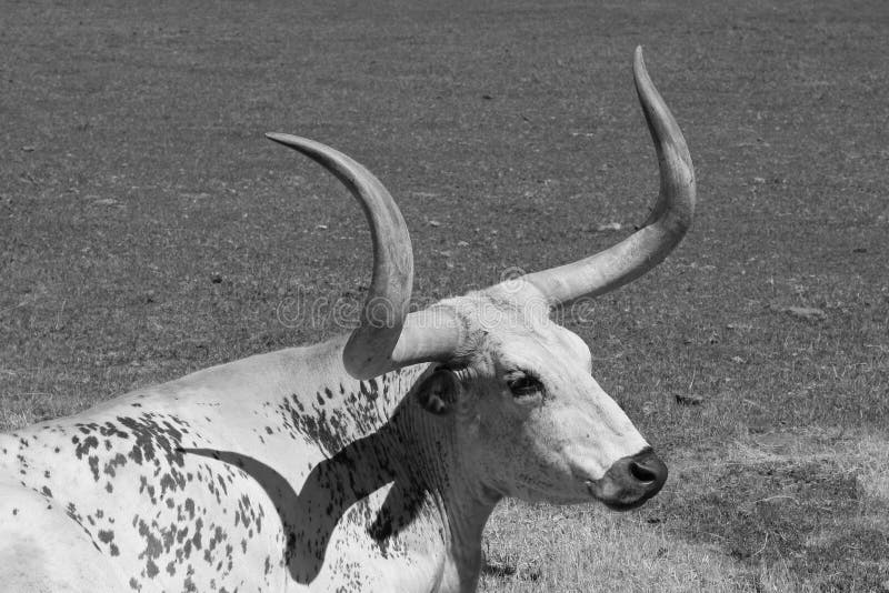 Long Horn Bull Picture. Image: 1239754