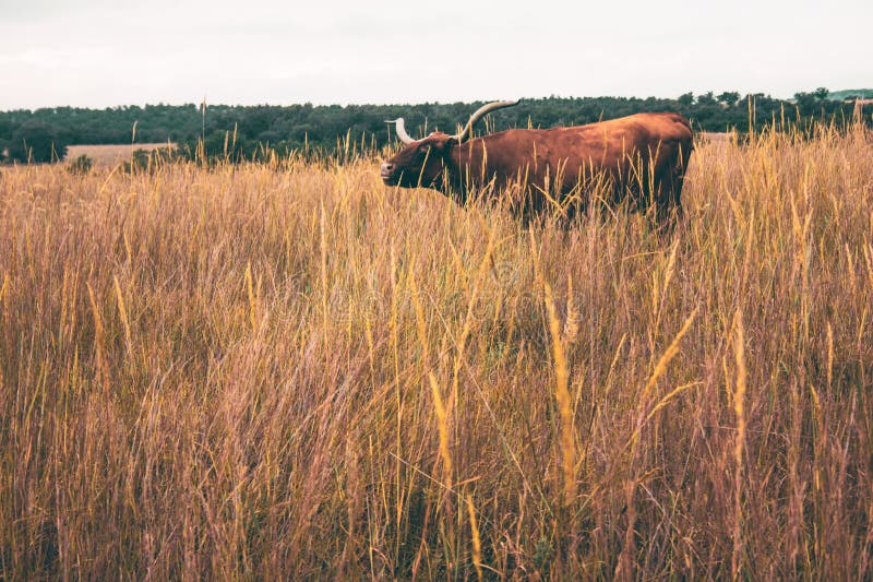 Long Horn Bull stock image. Image of agriculture, plain - 269873751