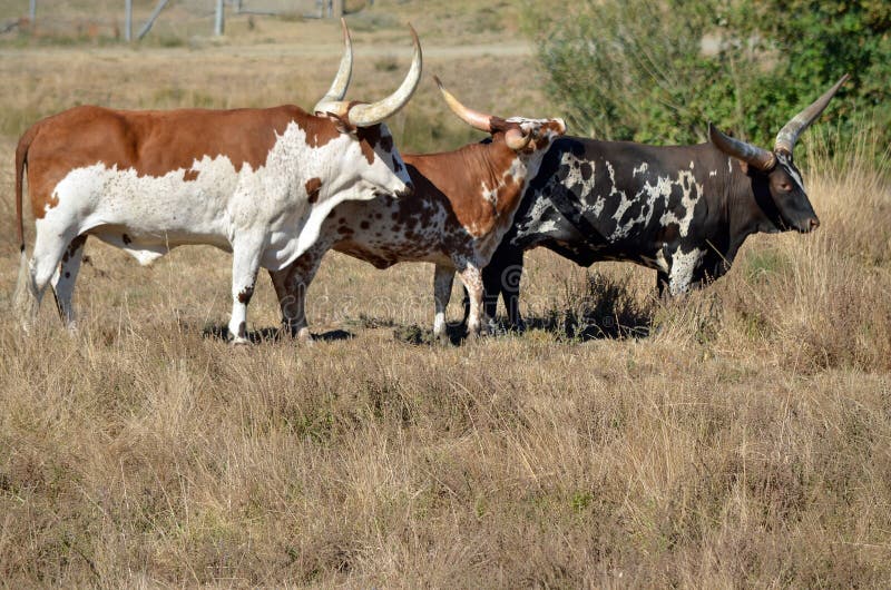 Long horn Cattle stock photo. Image of heifers, steer - 21218514