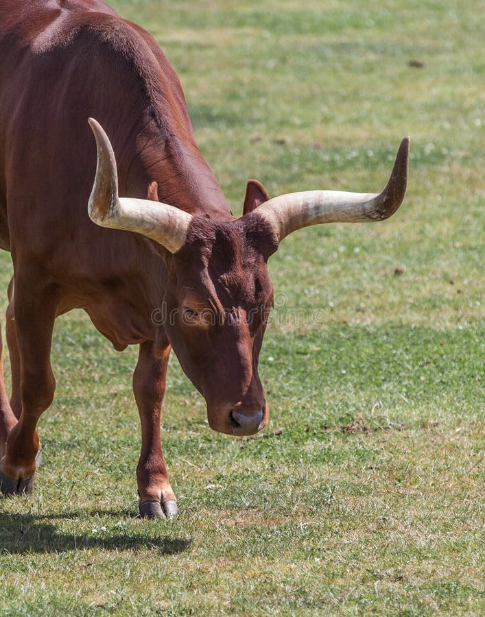 232 African Long Horned Cattle Stock Photos - Free & Royalty-Free Stock ...