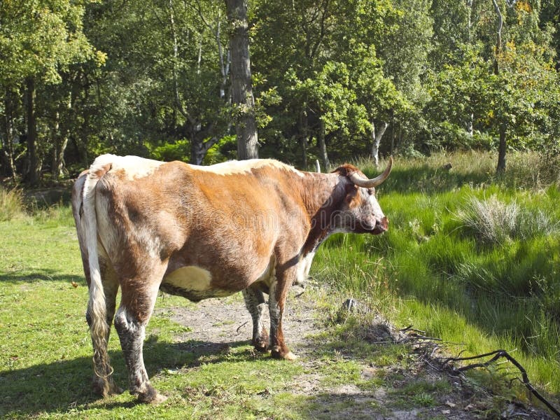 Long horn cow stock image. Image of rural, horn, colors - 10911141
