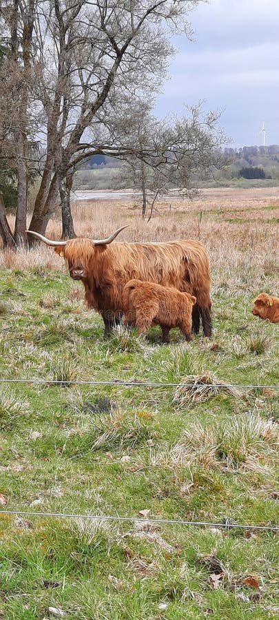 Long Horn Cow Cattle Nature Stock Image - Image of nature, cattle ...