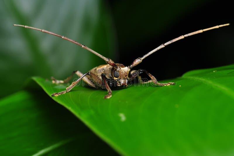 Long Horn Insect - Front View Stock Photo - Image of horn, invertebrate ...