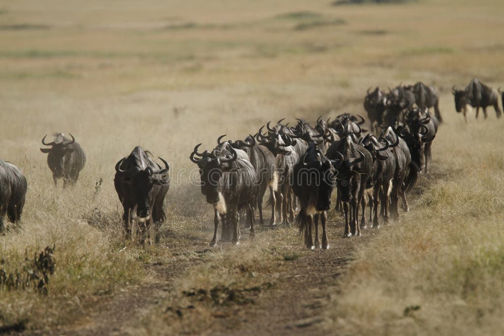 Long Horn Road I stock image. Image of clowns, clown - 24540995