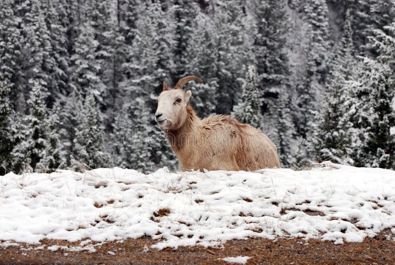 Long horn sheep stock photo. Image of snow, wool, long - 2897238