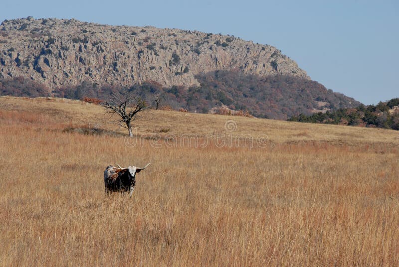 Long horn steer stock image. Image of hamburger, park - 13078945