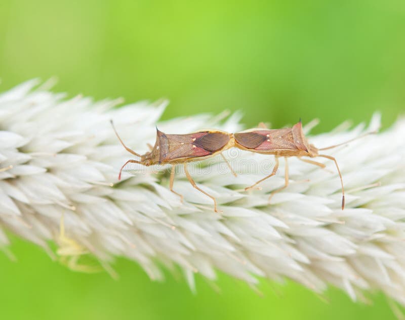 Long horned beetle stock photo. Image of insect, crawly - 25908996