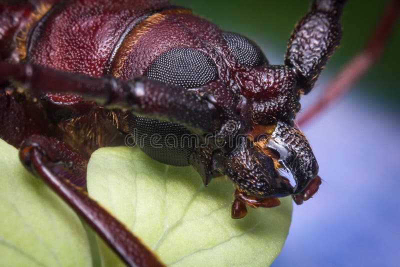 Long Horned Beetle stock image. Image of insect, large - 76514713