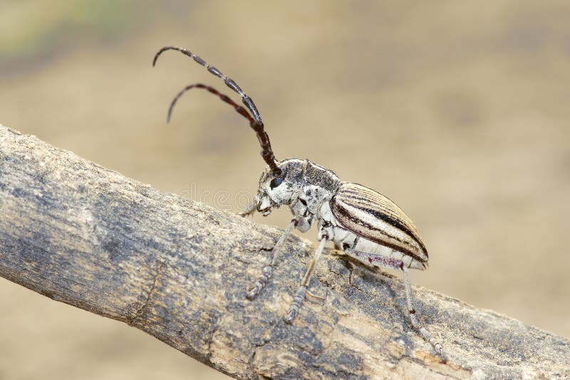 Long-horned beetle stock photo. Image of horned, longhorned - 41925114