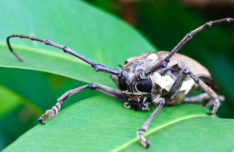 Long-horned beetle stock image. Image of forest, park - 29994711