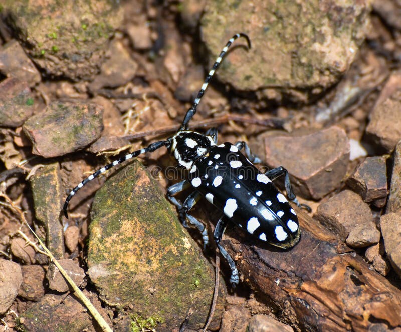 Long-horned beetle stock photo. Image of antenna, invertebrates - 74950476