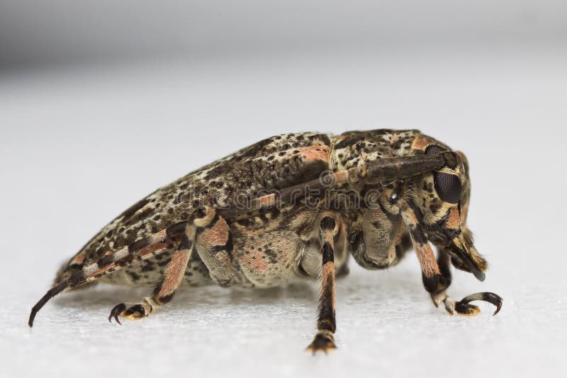 Big horned beetle stock photo. Image of claw, closeup - 15091774