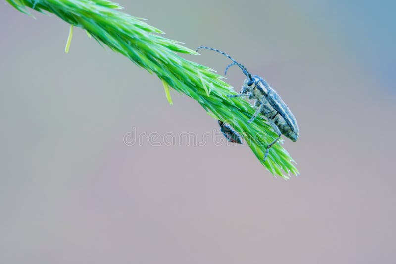 Long-horned beetle stock image. Image of longicorn, insects - 188120623